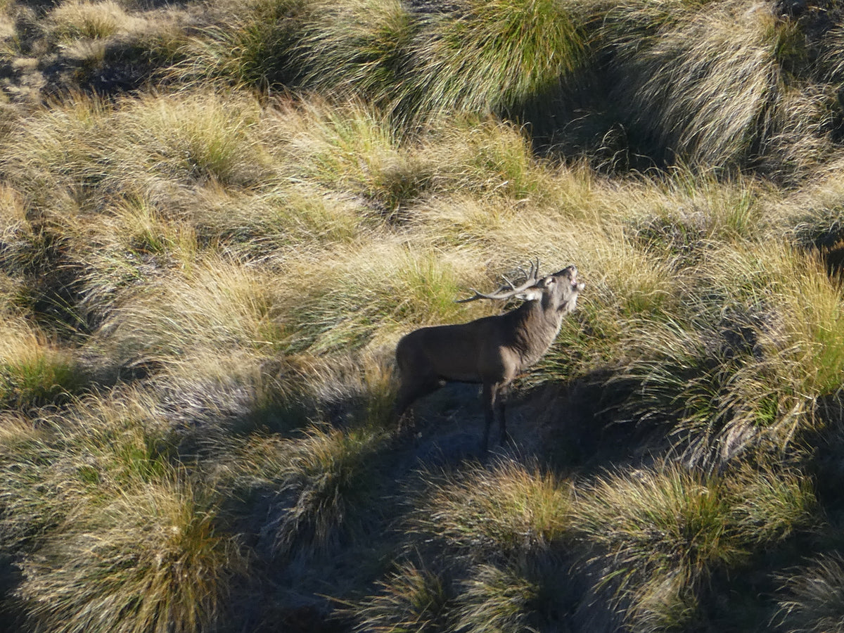 The Roar – Outtheresouthernadventures